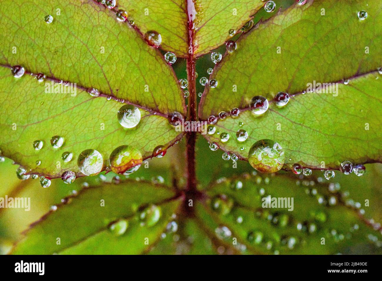 Raindrops On Plants