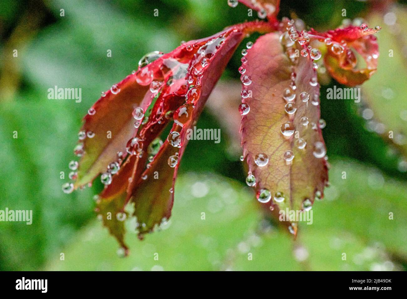 Water droplets on knock out shrub rose flowers and leaves - water drops ...