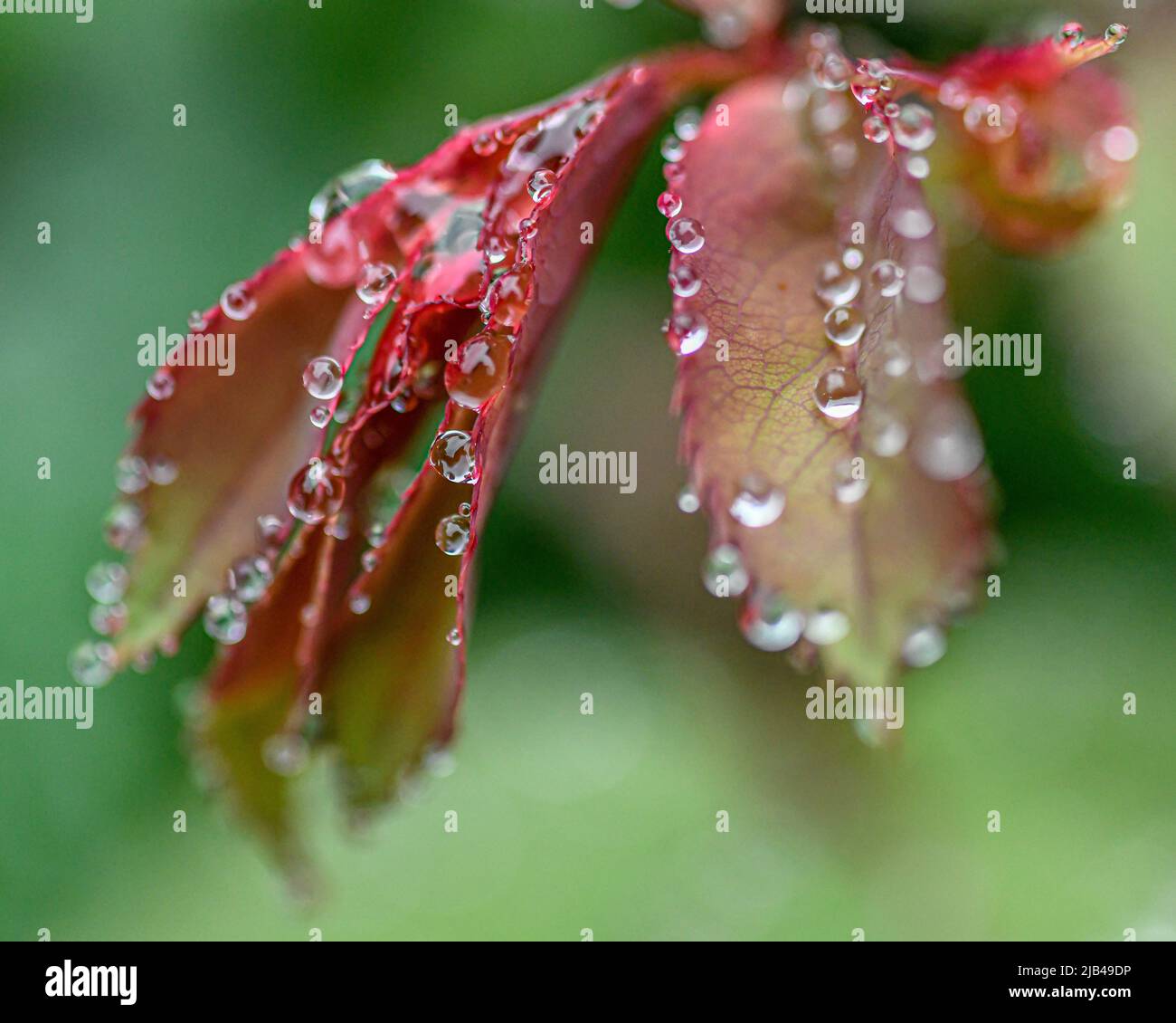 Water droplets on knock out shrub rose flowers and leaves - water drops ...