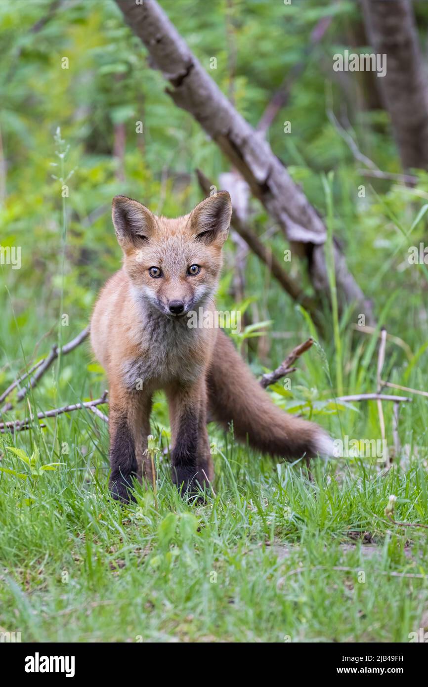 Cute red fox pup in early summer Stock Photo - Alamy