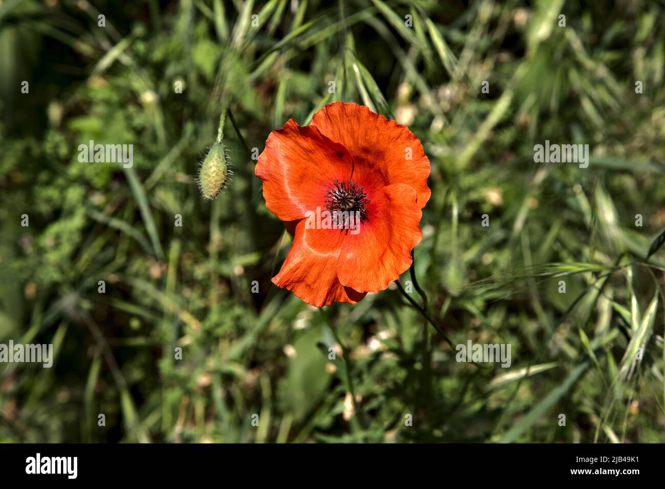 Poppy in the grass seen up close Stock Photo - Alamy