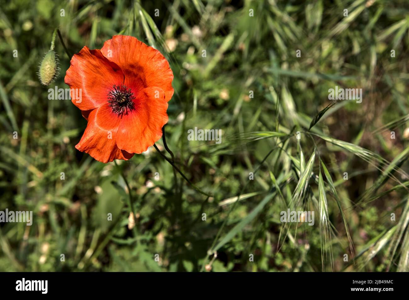 Poppy in the grass seen up close Stock Photo - Alamy