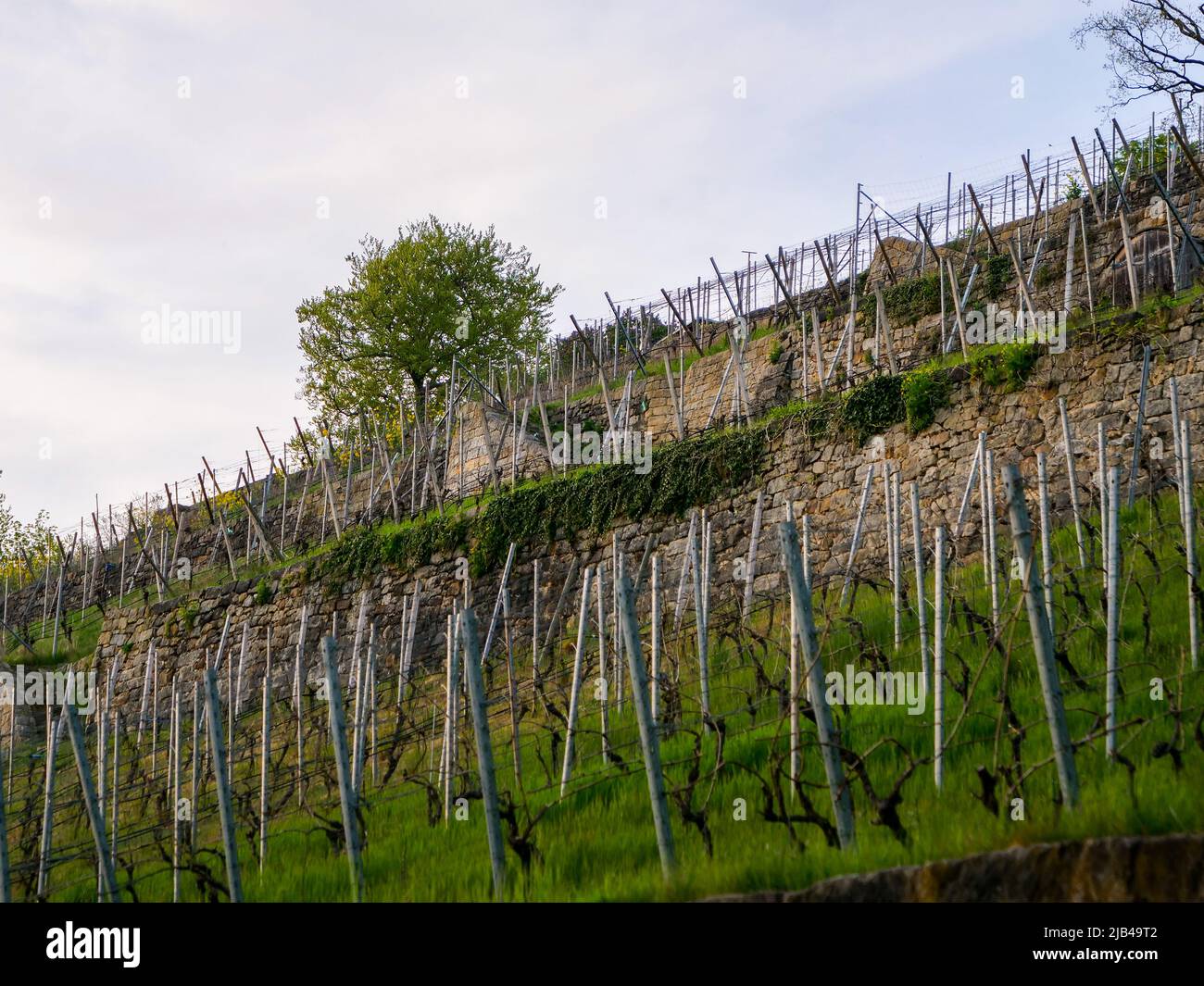 Vineyard with growing grape plants in the spring season. Green grass and a tree are on the hill ...