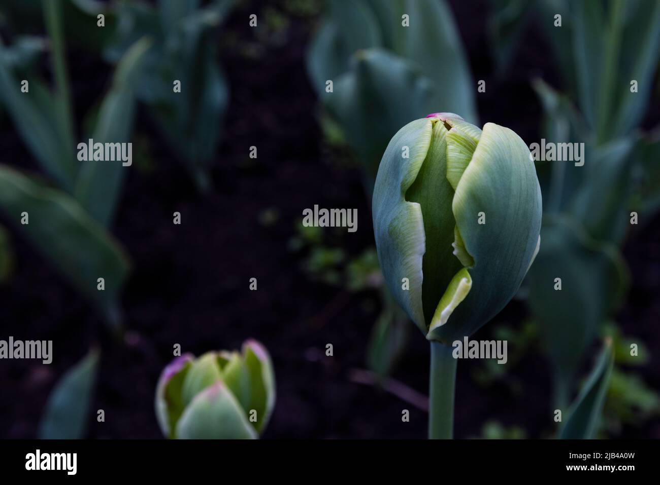 Rare green tulip flower Stock Photo - Alamy