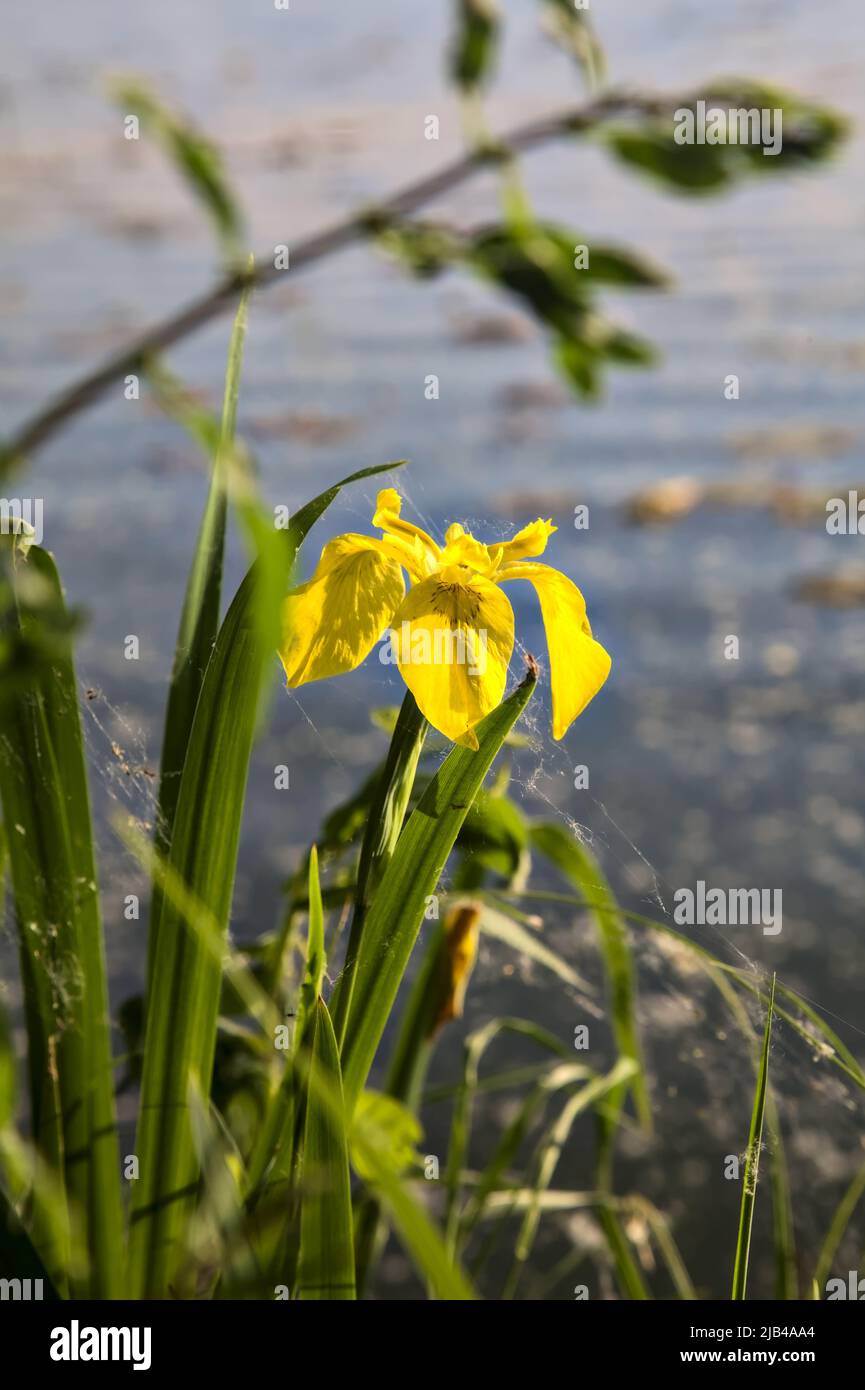 Exuberant waterfall hi-res stock photography and images - Alamy
