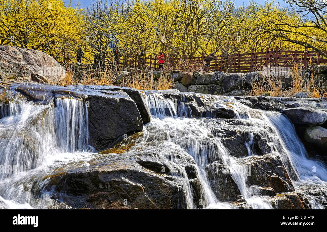 Spring in Sansuyu Village, where yellow cornflowers bloom Stock Photo ...