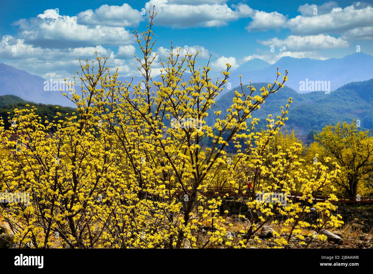 Spring in Sansuyu Village, where yellow cornflowers bloom Stock Photo ...