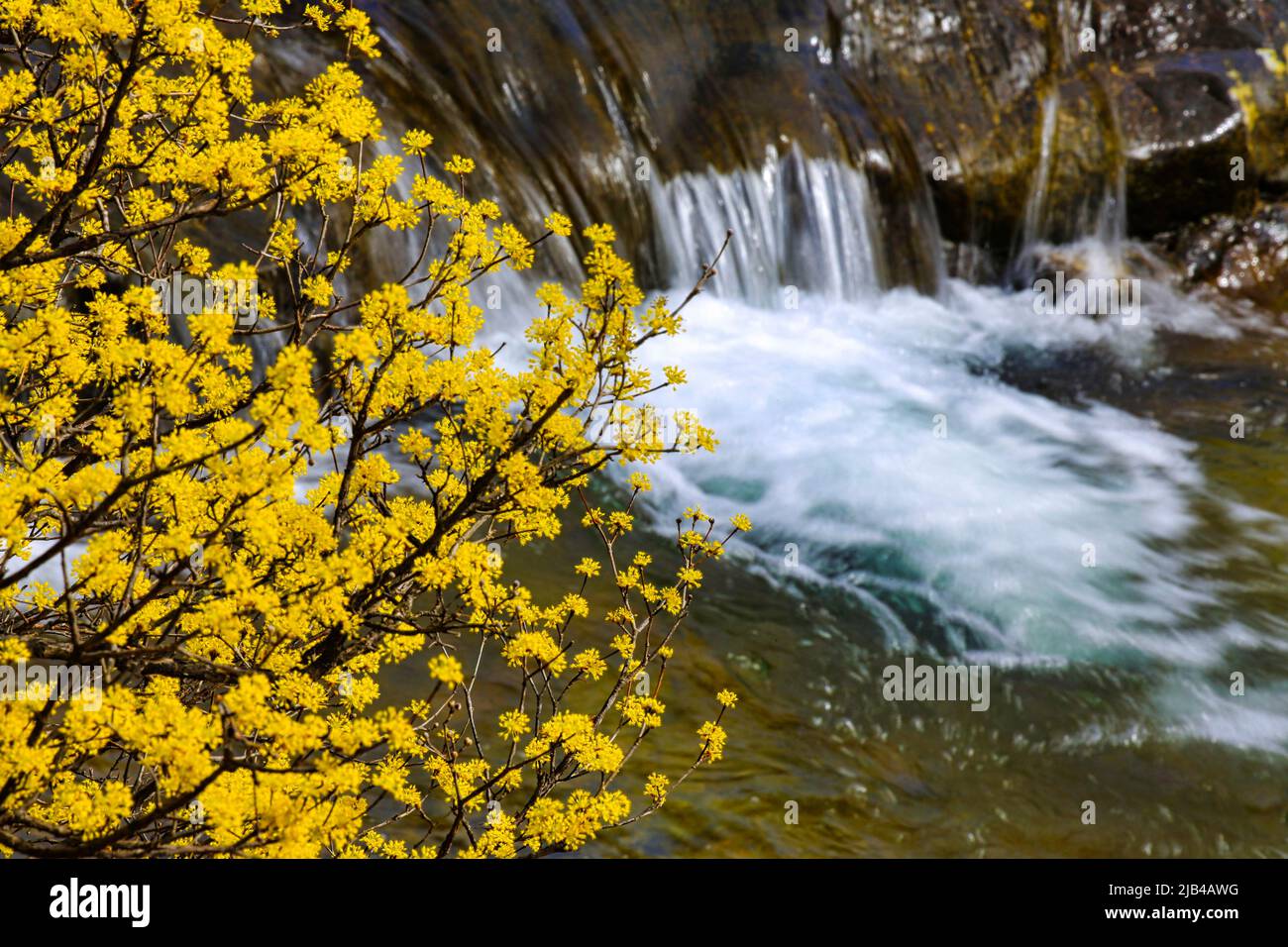 Spring in Sansuyu Village, where yellow cornflowers bloom Stock Photo ...