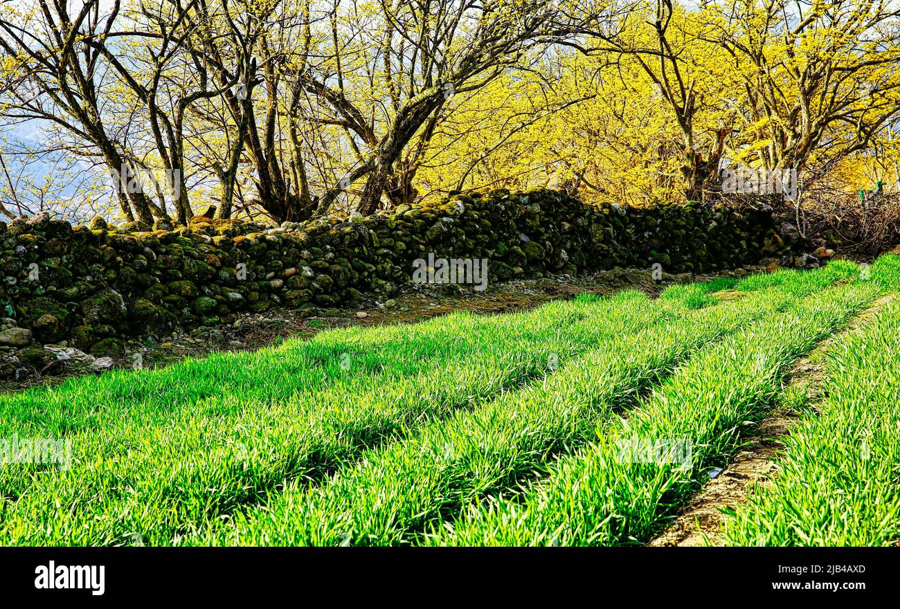 Spring in Sansuyu Village, where yellow cornflowers bloom Stock Photo ...