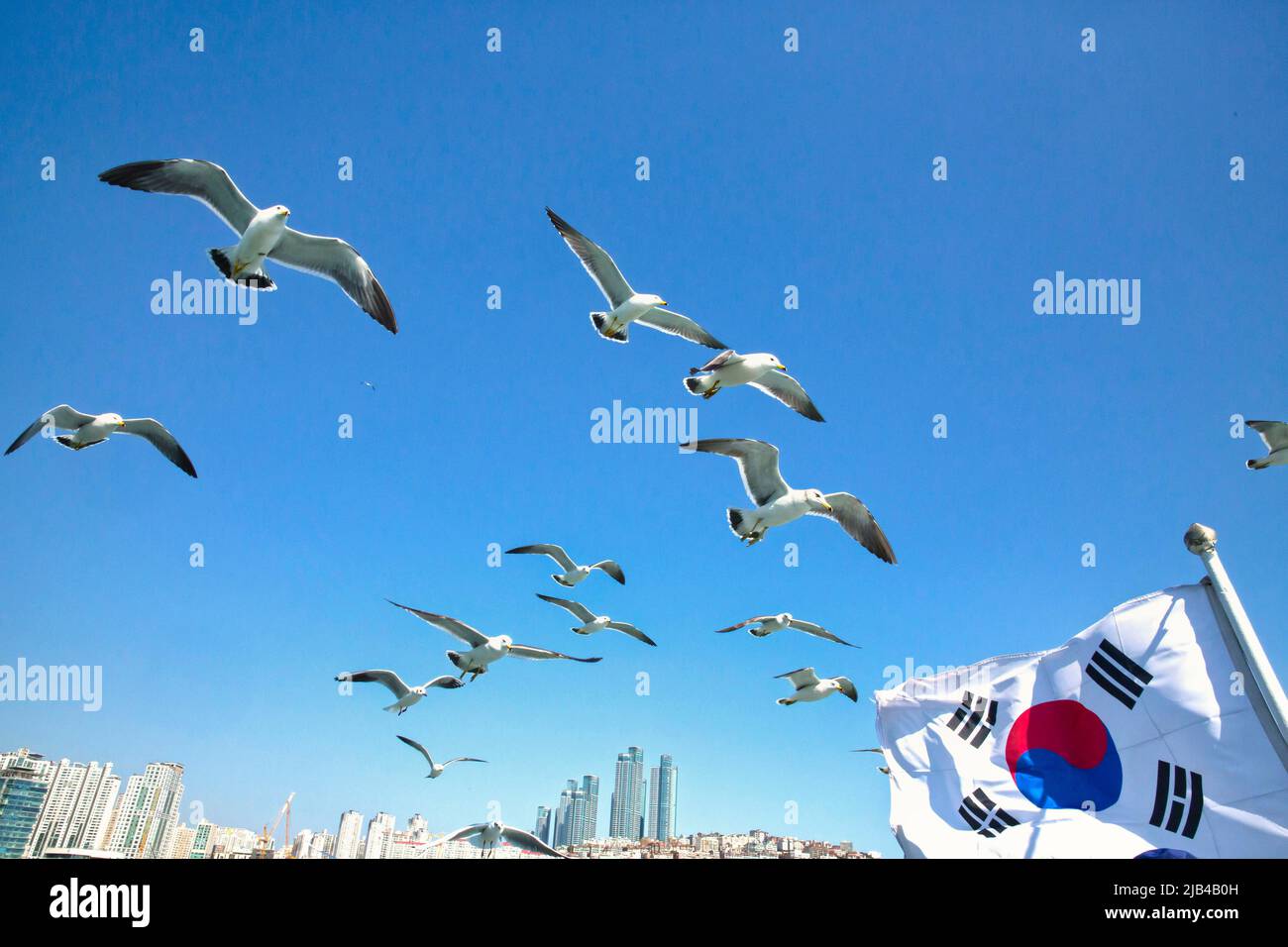A flock of seagulls flying around a cruise ship bearing the Korean flag ...