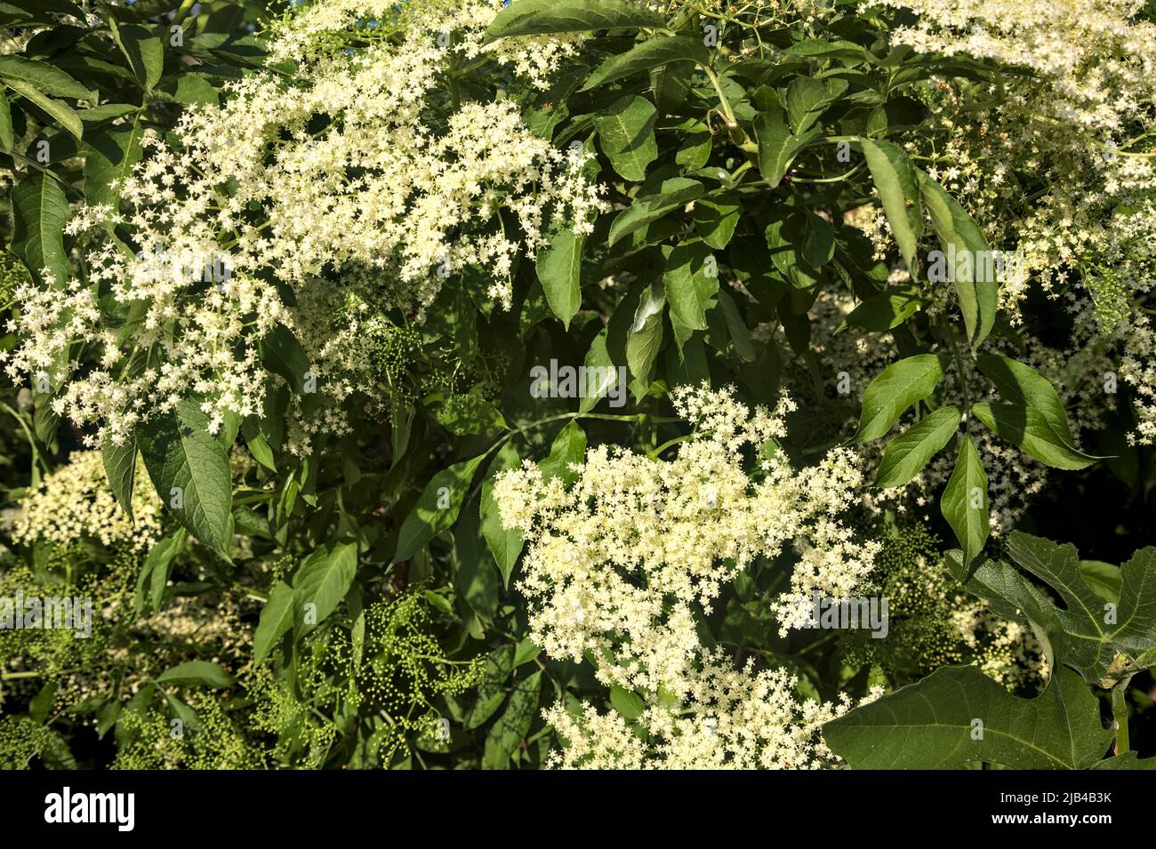 Elder tree in bloom seen up close Stock Photo - Alamy