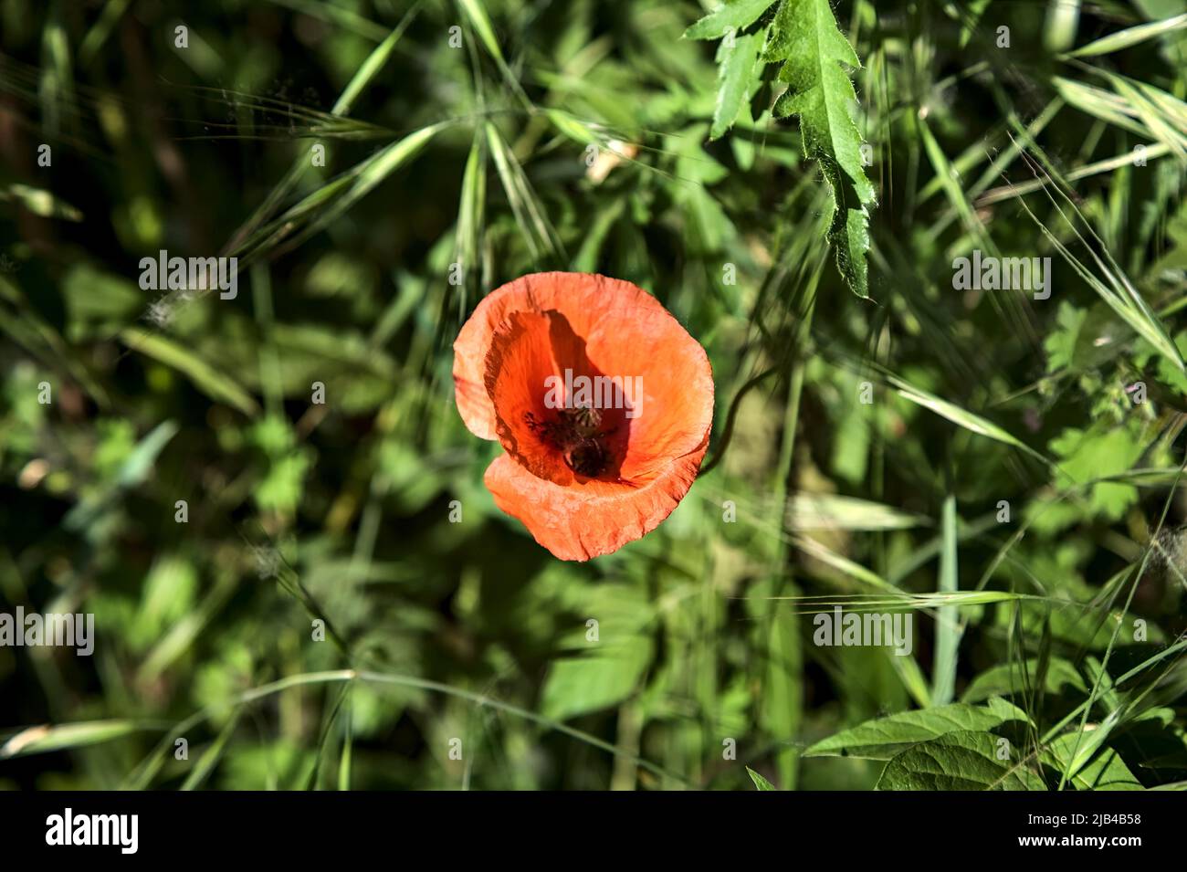 Poppy in the grass seen up close Stock Photo - Alamy