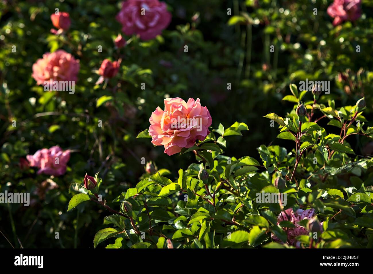Orange and pink roses hi-res stock photography and images - Alamy