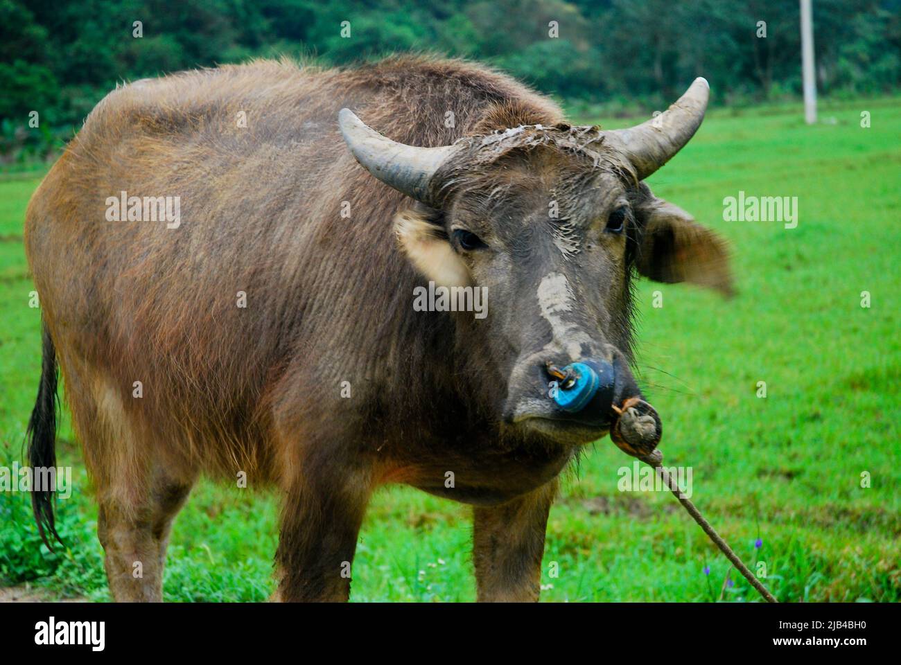 Farm aniaml on Cat Ba island, Vietnam Stock Photo - Alamy