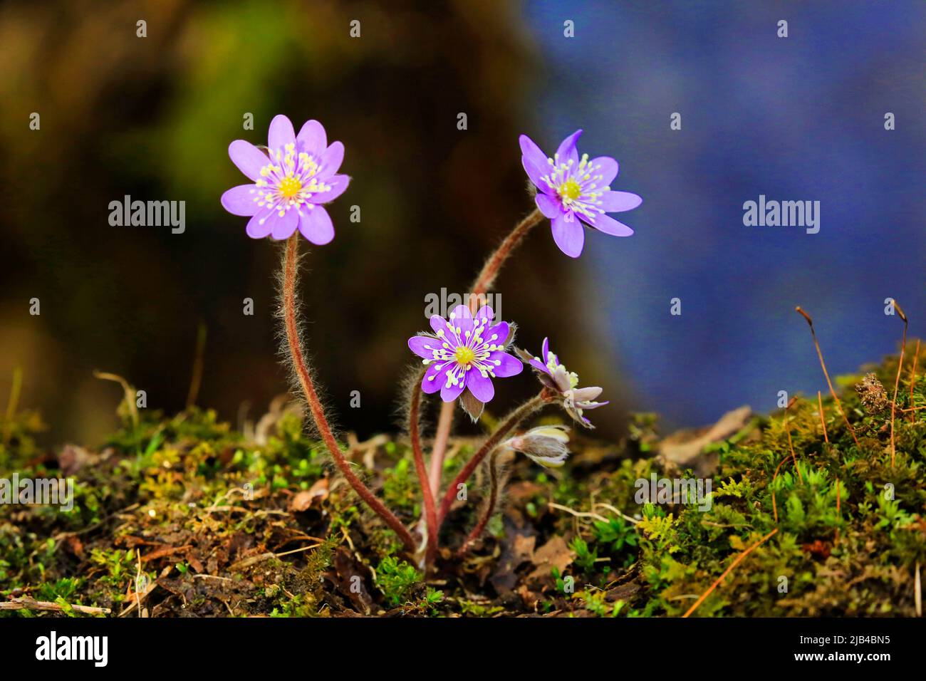 Wild Hepatica red hepatica blooming in a mountain valley during the ...