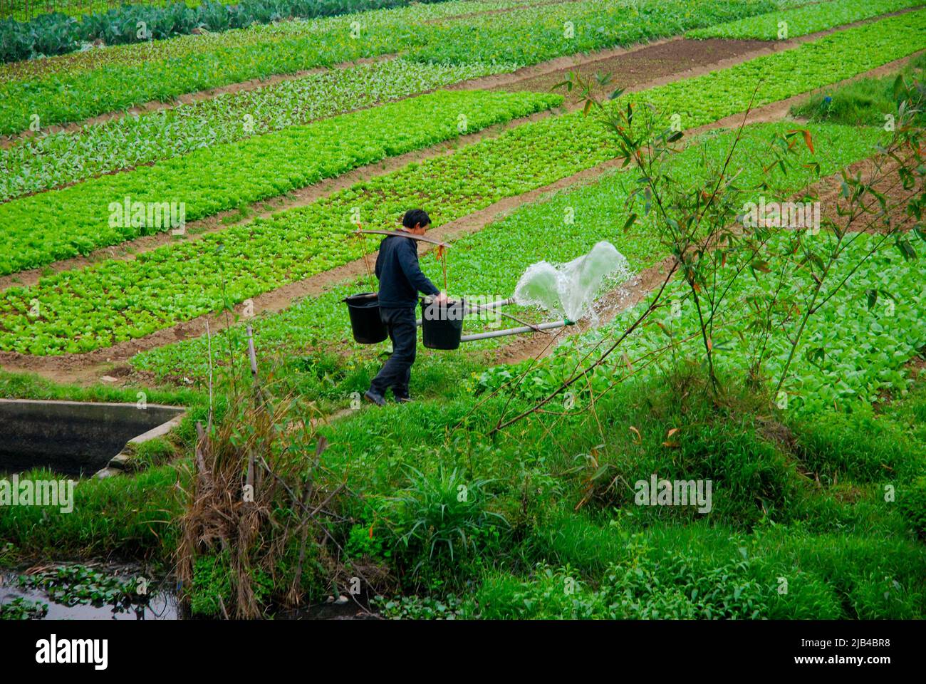 Farmer hand watering his fields with buckets on the Li River in ...