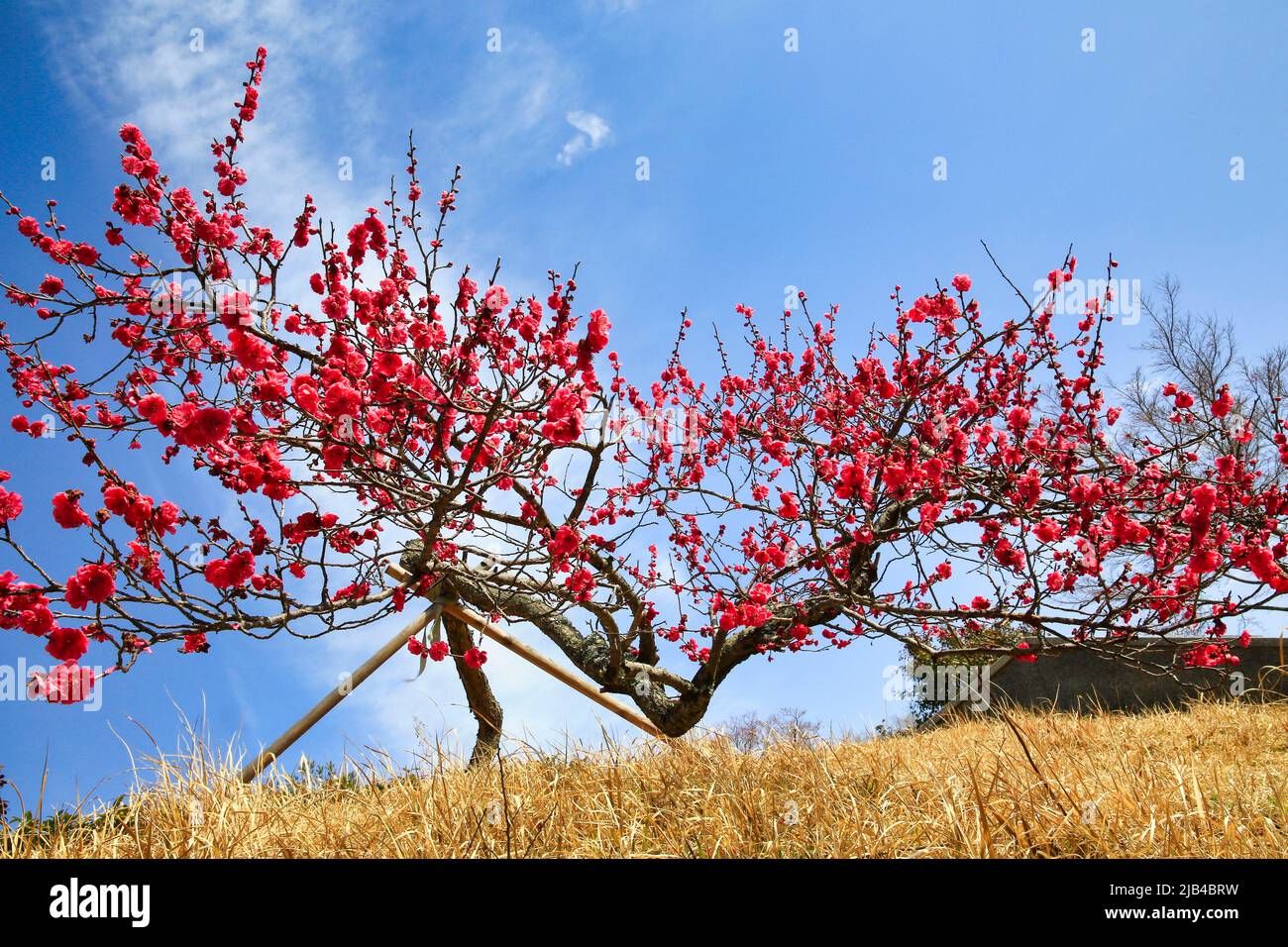 Red plum blossoms in ancient Korean temples Stock Photo - Alamy