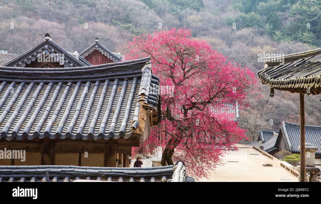 Red plum blossoms in ancient Korean temples Stock Photo - Alamy