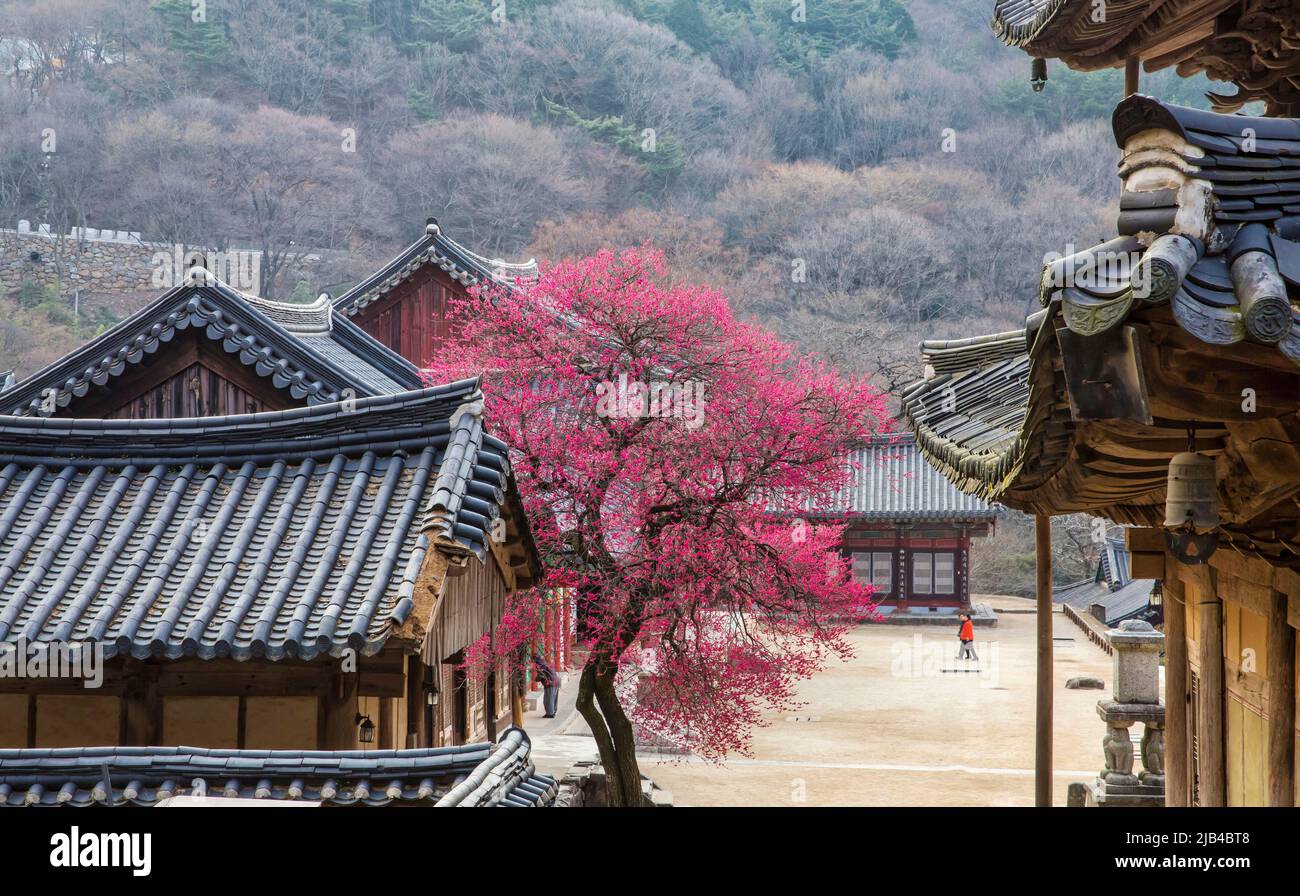 Red plum blossoms in ancient Korean temples Stock Photo - Alamy