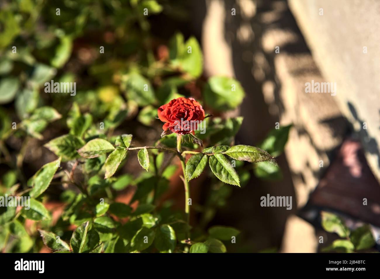 Miniature rose in pot hi-res stock photography and images - Alamy
