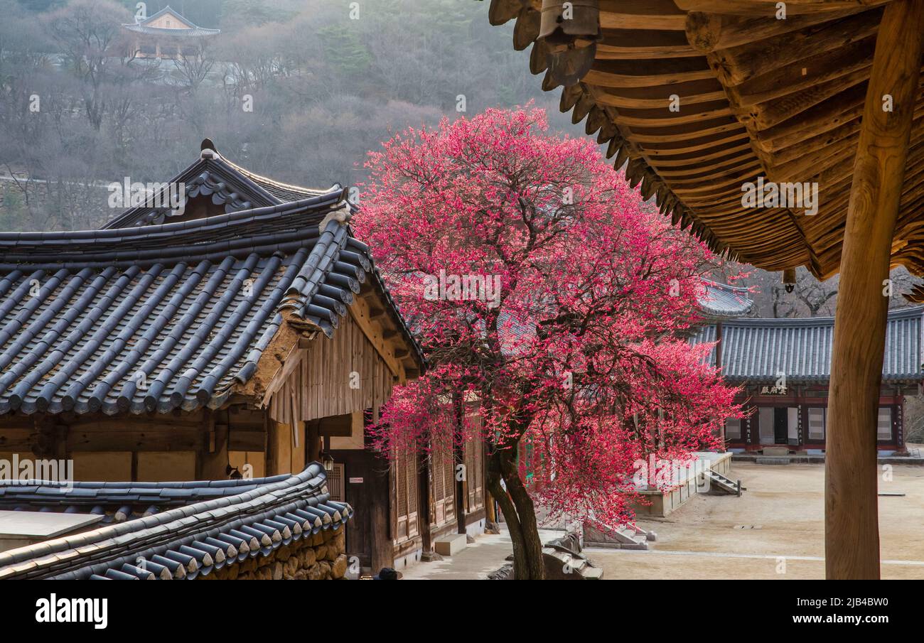 Red plum blossoms in ancient Korean temples Stock Photo - Alamy