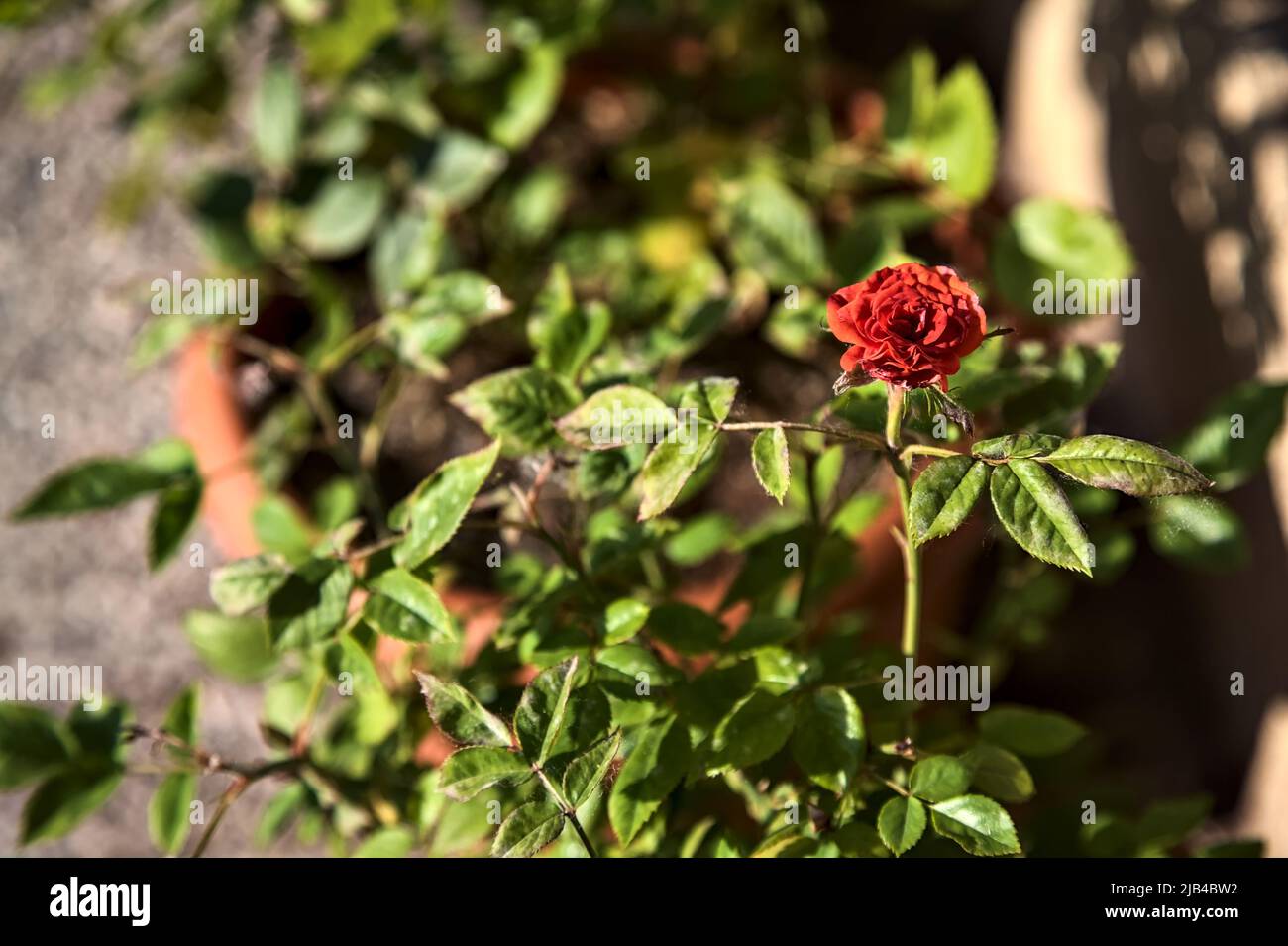 Tiny red miniature rose in bloom seen up close Stock Photo - Alamy