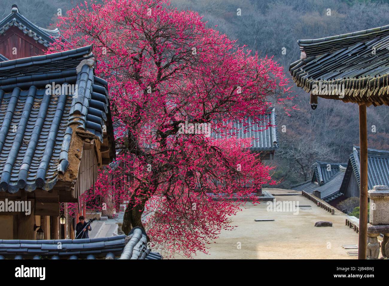 Red plum blossoms in ancient Korean temples Stock Photo - Alamy