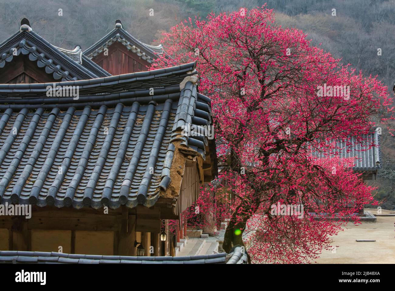 Red plum blossoms in ancient Korean temples Stock Photo - Alamy