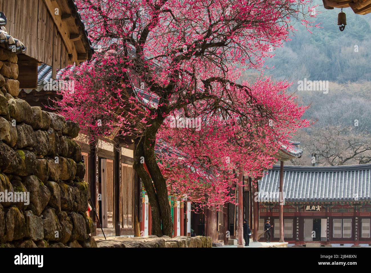 Red plum blossoms in ancient Korean temples Stock Photo - Alamy