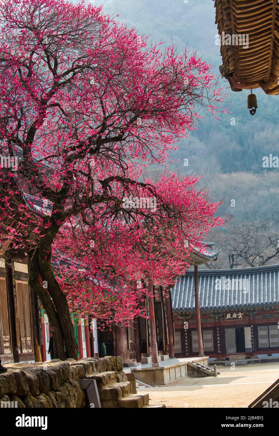 Red plum blossoms in ancient Korean temples Stock Photo - Alamy