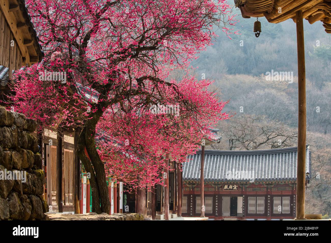 Red plum blossoms in ancient Korean temples Stock Photo - Alamy