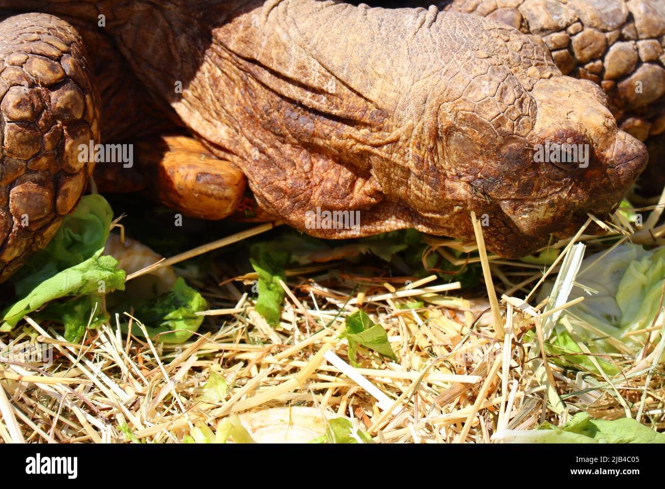 African Spurred Tortoises (Scientific Name: Centrochelys sulcata Stock ...