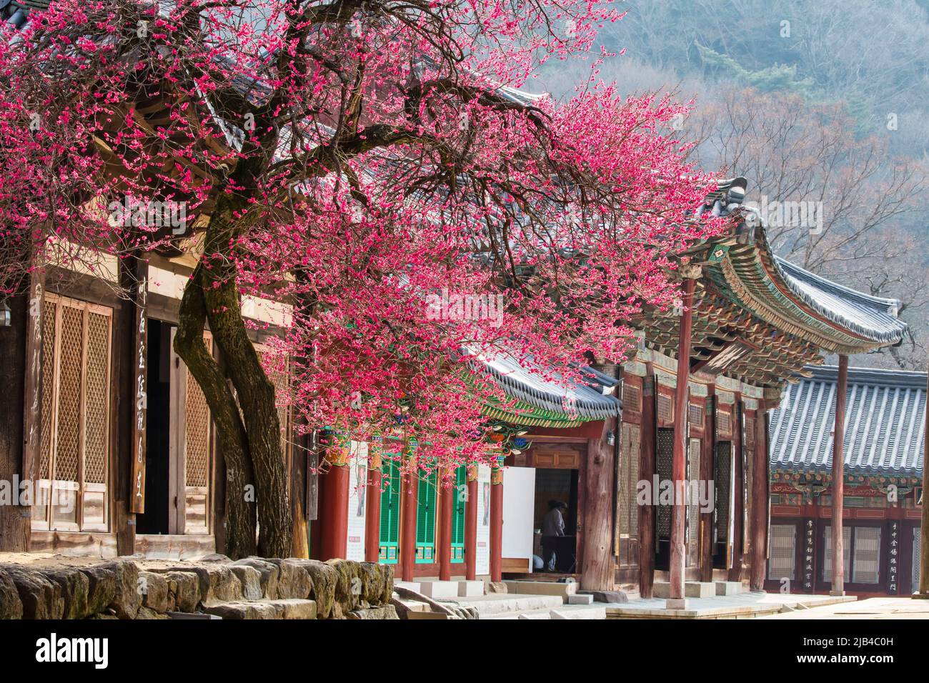 Red plum blossoms in ancient Korean temples Stock Photo - Alamy