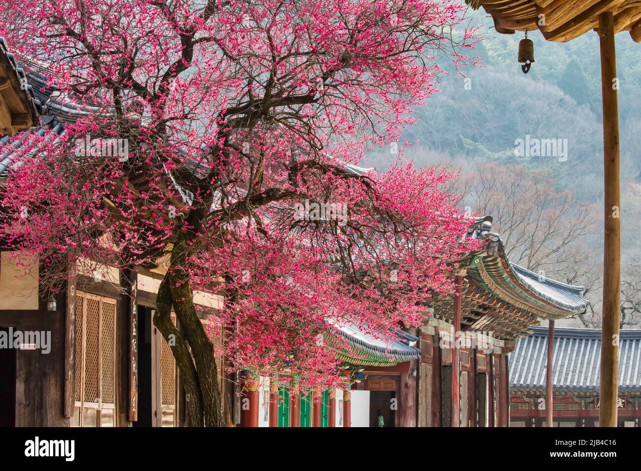 Red plum blossoms in ancient Korean temples Stock Photo - Alamy