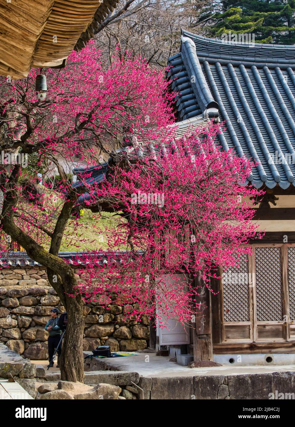 Red plum blossoms in ancient Korean temples Stock Photo - Alamy