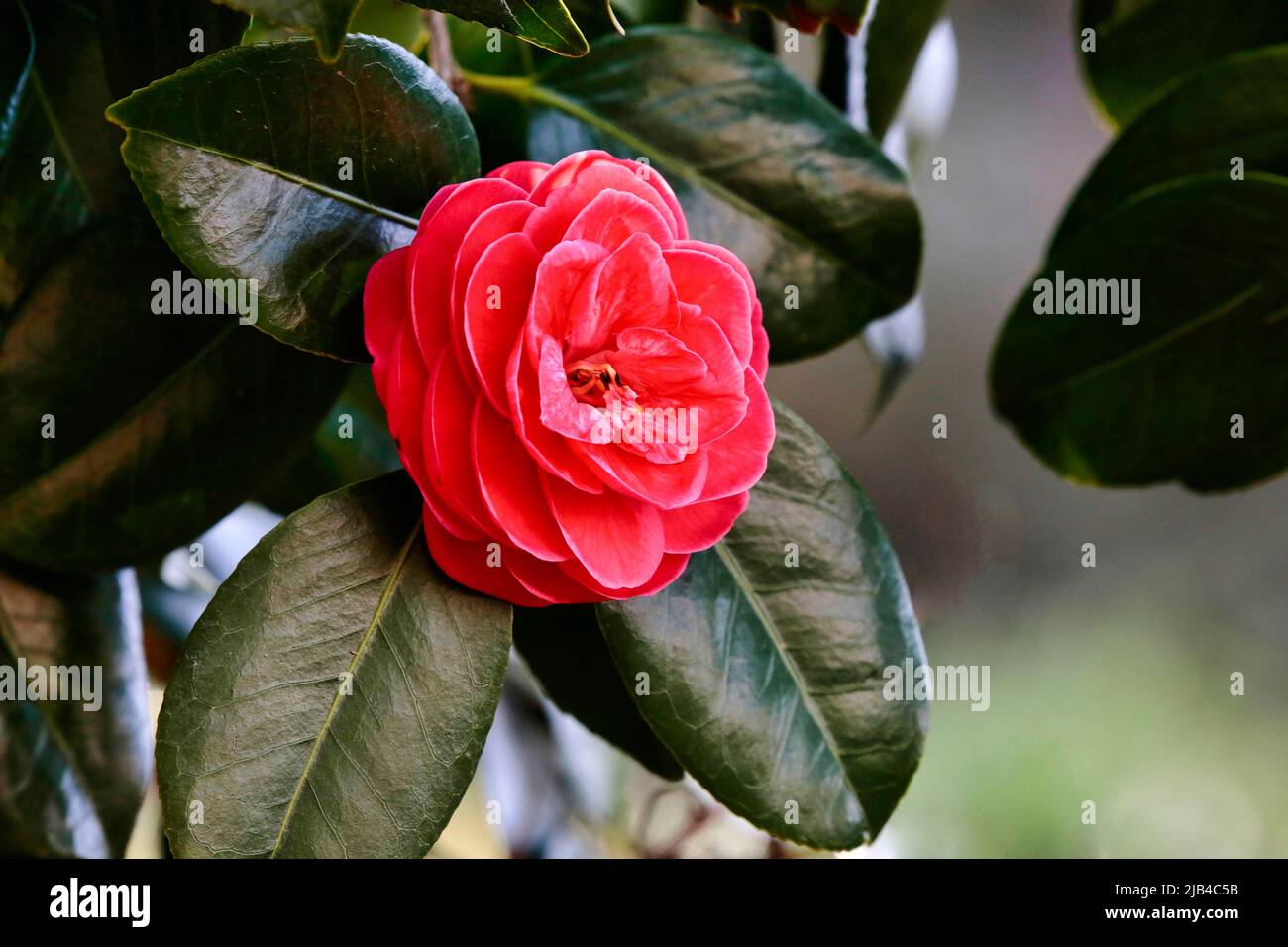 Double camellia flower hi-res stock photography and images - Alamy