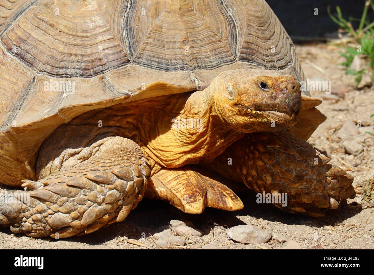 African Spurred Tortoises (Scientific Name: Centrochelys sulcata Stock ...