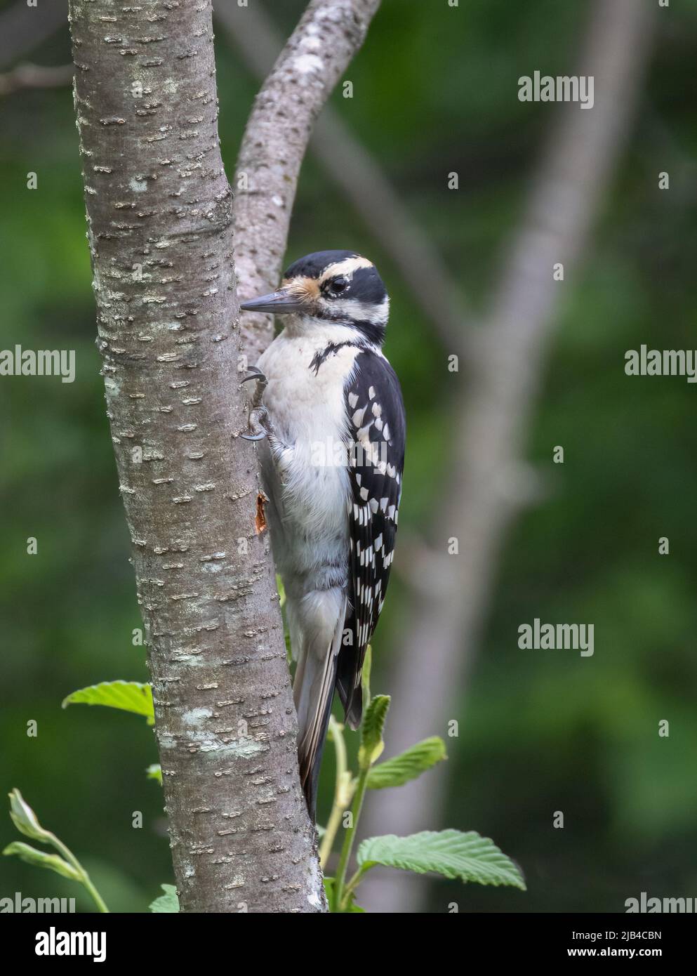 Woodpecker on a birch hi-res stock photography and images - Alamy
