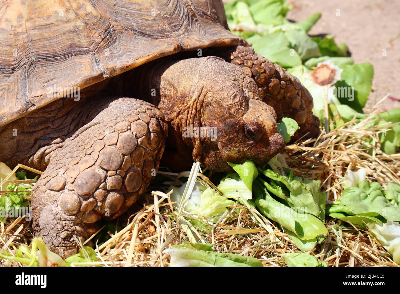 African Spurred Tortoises (Scientific Name: Centrochelys sulcata Stock ...