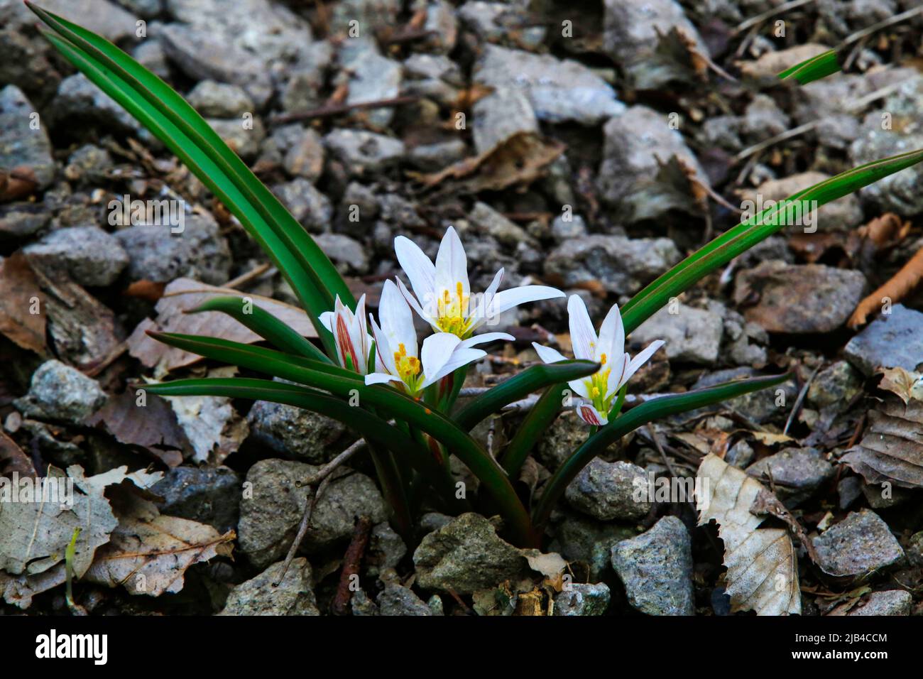 Amana edulis hi-res stock photography and images - Alamy