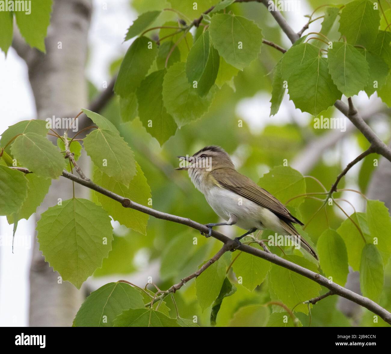 Red eyed vireo hi-res stock photography and images - Alamy