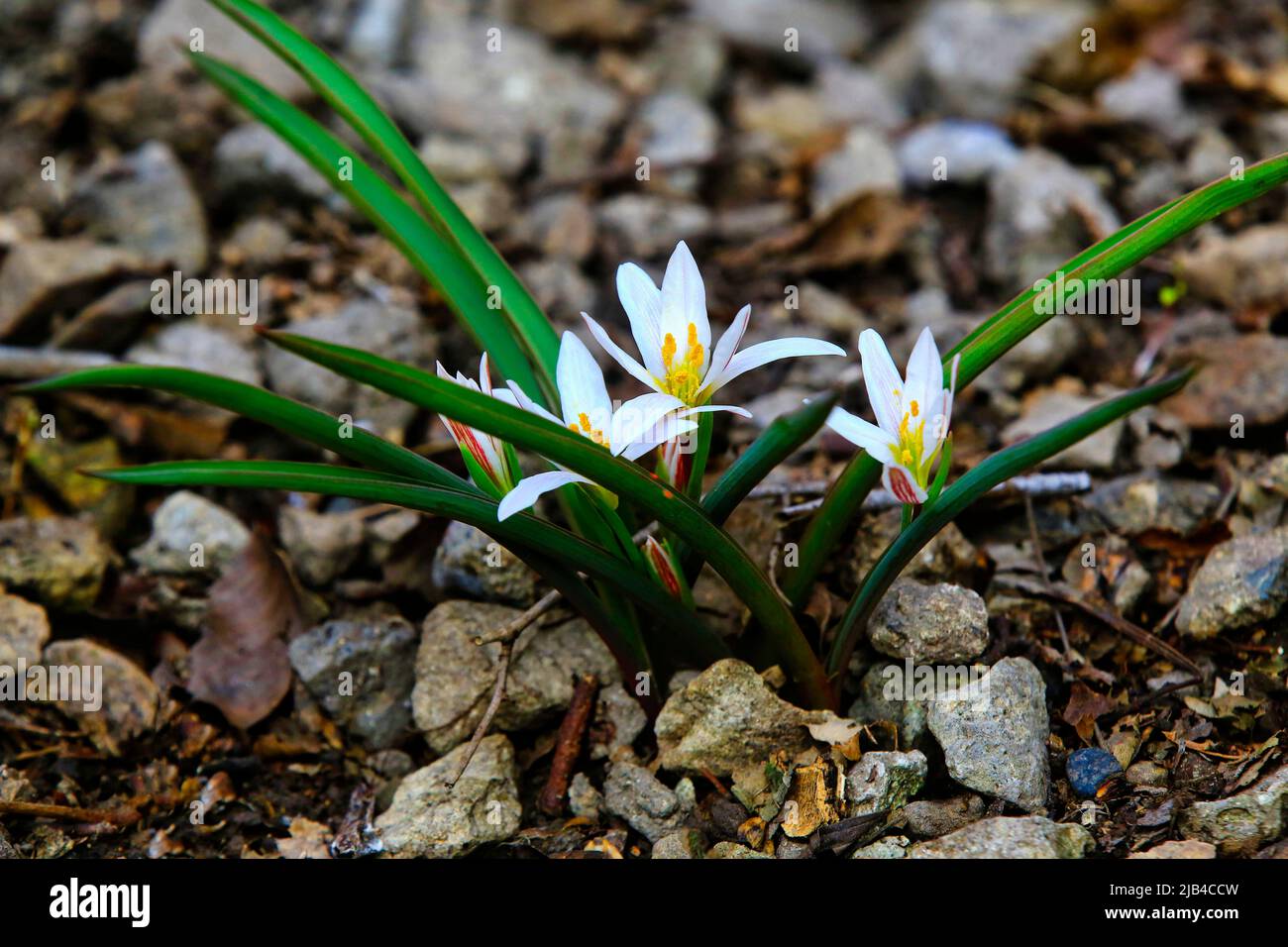 Spring blooming monocotyledonous wildflower Tulipa edulis Stock Photo ...