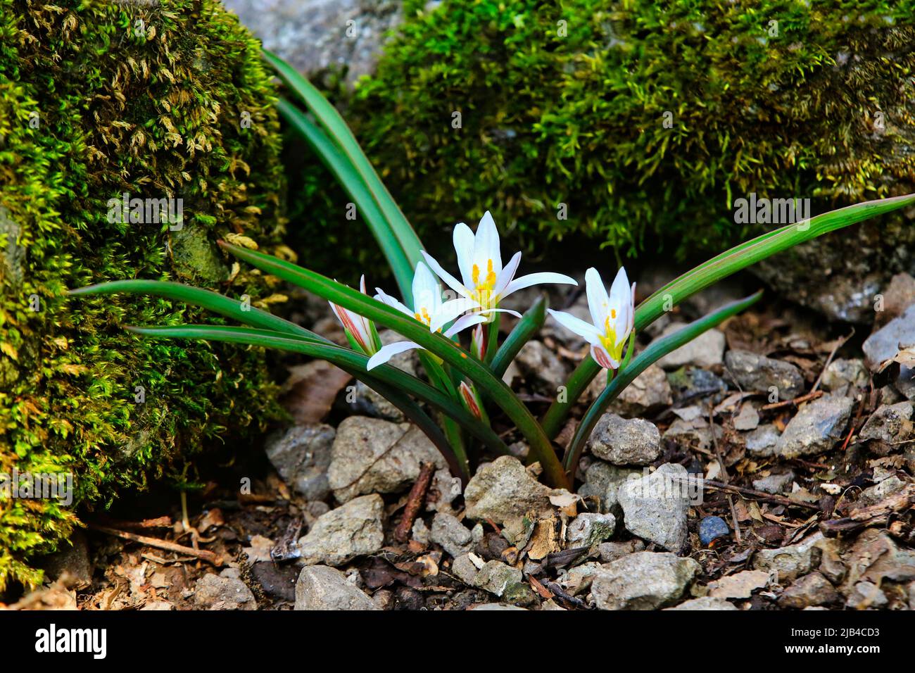 Amana edulis hi-res stock photography and images - Alamy