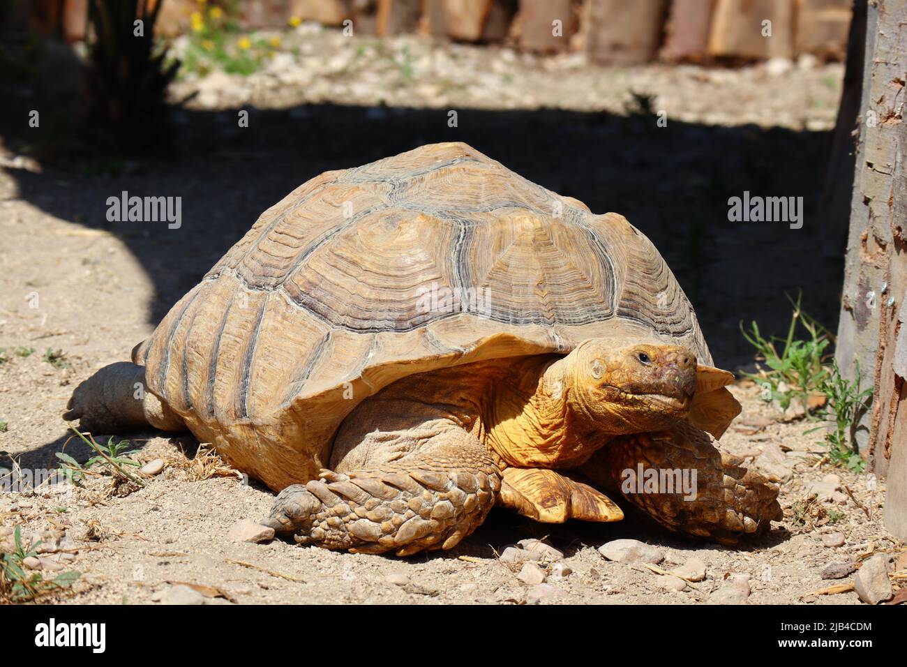 African Spurred Tortoises (Scientific Name: Centrochelys sulcata Stock ...
