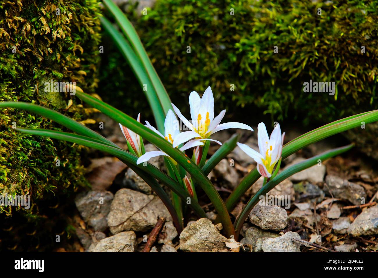 Tulipa edulis hi-res stock photography and images - Alamy