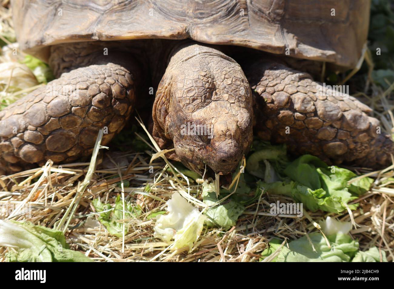 African Spurred Tortoises (Scientific Name: Centrochelys sulcata Stock ...