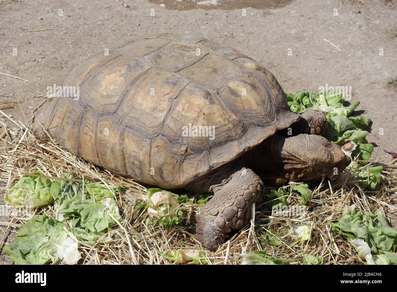 African Spurred Tortoises (Scientific Name: Centrochelys sulcata Stock ...