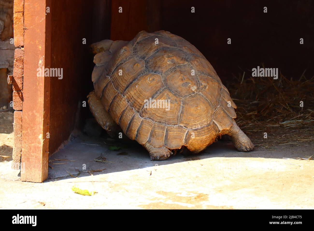 African Spurred Tortoises (Scientific Name: Centrochelys sulcata Stock ...