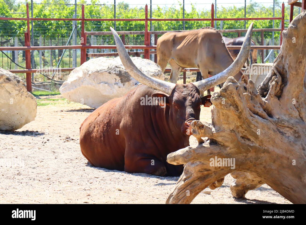 Ox of the Watussi (Scientific name: Bos Taurus Stock Photo - Alamy