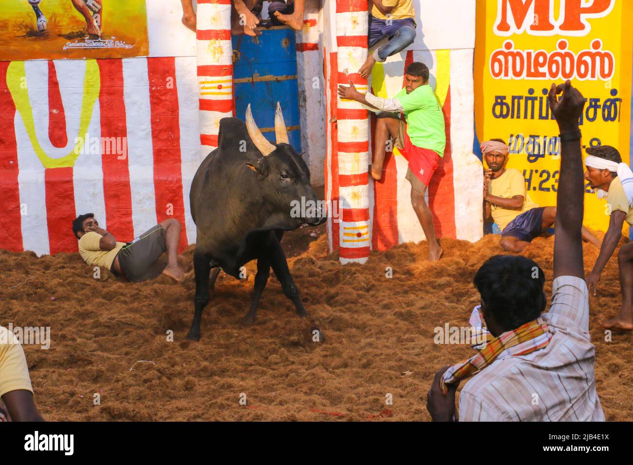 Jallikattu game is Taming the bull is one of the oldest living ancient ...